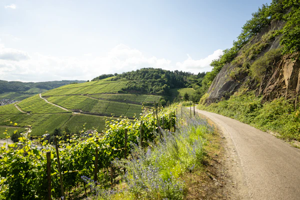 Explore Germany's Ahr Valley - Undiscovered Wine Tours